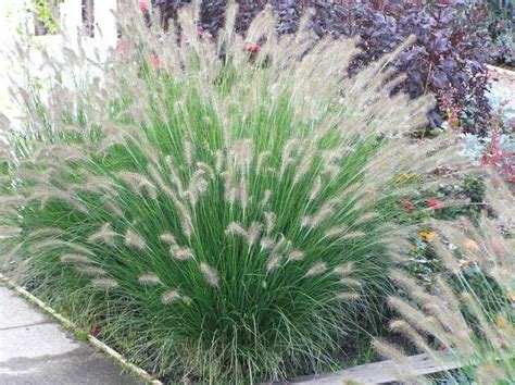 Pennisetum Hameln Siergras Tuin Eeuwige Tuinen Tuinontwerpideeën