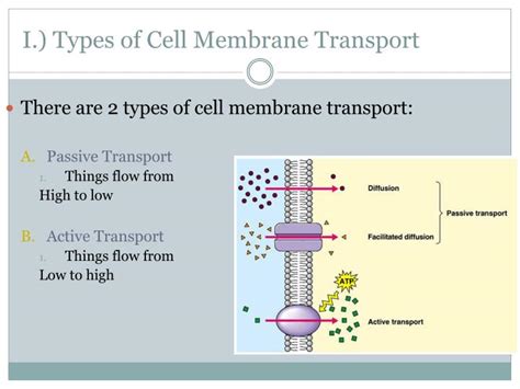 Cell Transport Types Of Transport Across The Cell Membrane Ppt 7c6