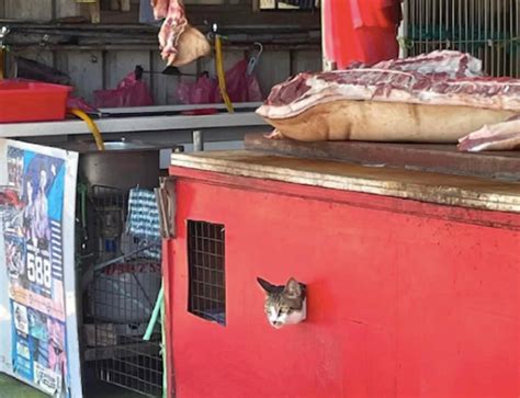肉摊子的柜子里从洞口钻出来一只猫咪这是挂猫头卖猪肉吗 宠界新闻