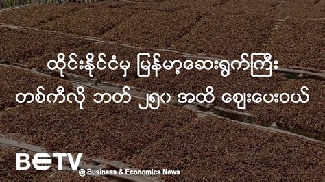 မြန်မာ့ဆေးရွက်ကြီး တစ်ကီလိုကို ထိုင်းဘတ်ငွေ ၂၅၀ အထိ ဈေးပေးဝယ်ယူ Youtube