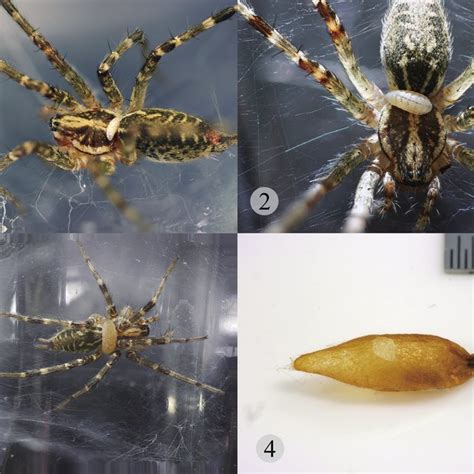 PDF The Second Record Of Allagelena Opulenta Araneae Agelenidae