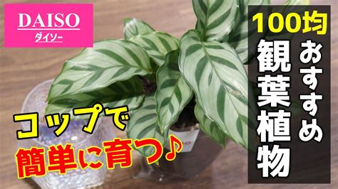 知らなきゃ損コップで育つ100均の観葉植物を発見カラテアの育て方 YouTube