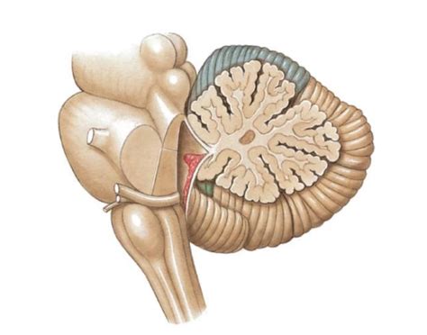 Metencephalon Quiz