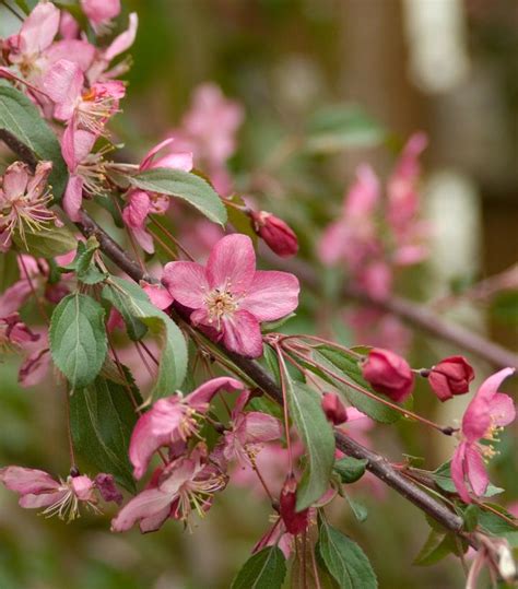 Malus Ruby Tears Ruby Tears Weeping Crabapple From Prides Corner Farms