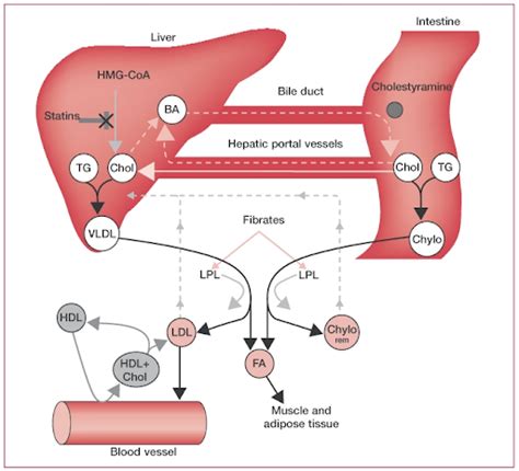 Kit Metabolisme Lipid Dari Merk Elabscience Pt Indogen Intertama