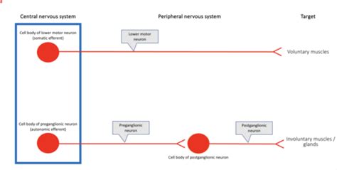 Lecture Autonomic Nervous System I Flashcards Quizlet