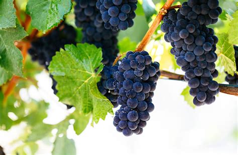 Pinot Noir Vs Cabernet Sauvignon 6 Key Differences