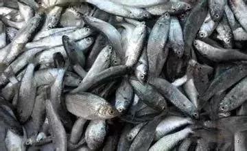 8個技巧解決小魚鬧窩讓你歡歡喜喜釣大魚 每日頭條