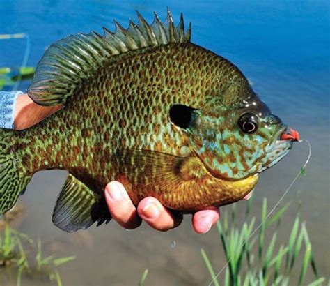 157 Best Bluegill Fishing Images On Pinterest Fishing Stuff Kayak