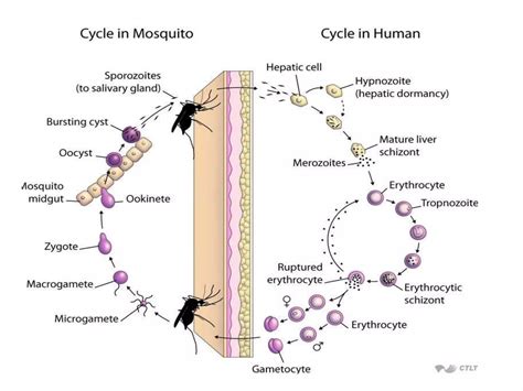 Epidemiology Of Malaria Pptx