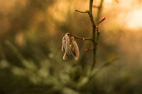 배경 화면 햇빛 자연 잔디 분기 녹색 야생 생물 주황색 니콘 보케 탐험하는 나무 니코르 50mm 가을 부드러운 잎 꽃 F18 새 플로라