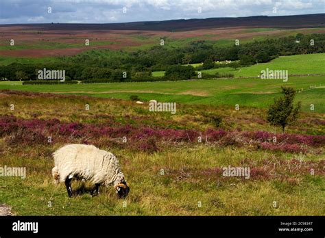 A Black Faced Swaledale Sheep Grazes On The North Yorkshire Moors In