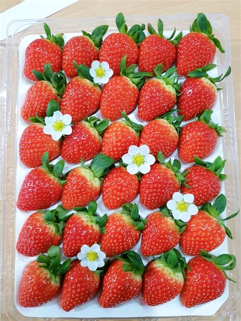 [기산마을] 베리베리굿 딸기 900g 1669878932 사이소