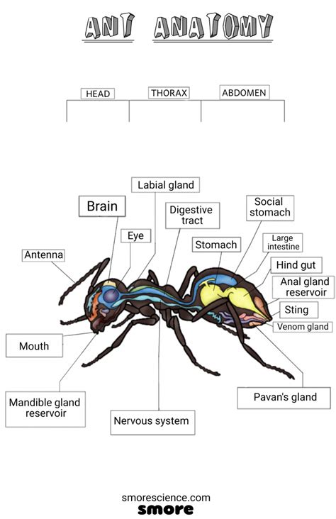 Ant Anatomy Poster Smore Science