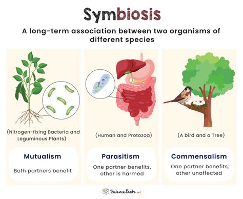 Symbiosis Definition Types Examples And Diagram Science Facts Learn