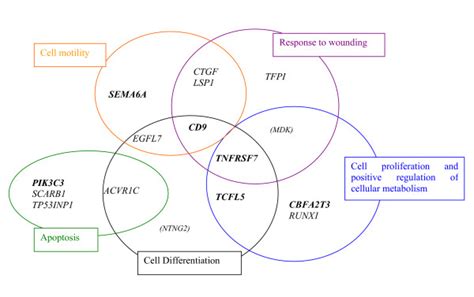 Schematic Representation Of Selected Genes For Tel Aml1 With Associated Download Scientific