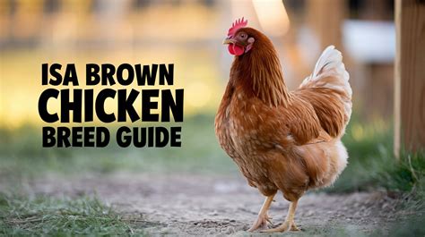 Isa Brown Chicken Breed Guide Must Know Facts