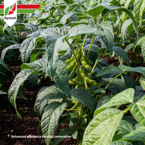 Optimise Dryland Maize And Soybean Production With Kynoch Fertilizer