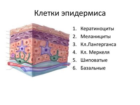 Структура эпидермиса и его функциональное значение презентация онлайн