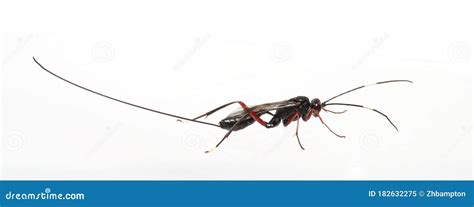 Ichneumon Wasp Stock Image Image Of Ichneumon Caterpillar 182632275
