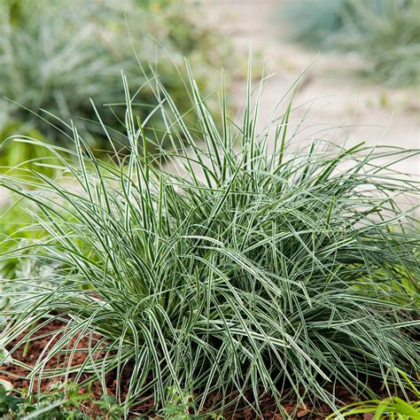 Grow By Obi Segge Everest Topf Ø Ca 12 Cm Carex Oshimensis Kaufen