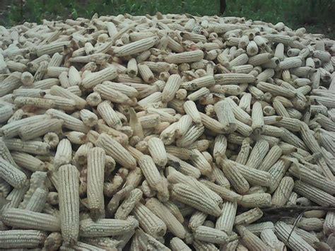 Food Security And Agriculture Globalgiving