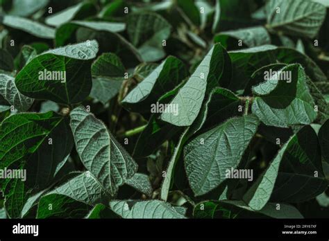A Large Leaf Of Soybean During The Period Of Active Growth On Th Stock