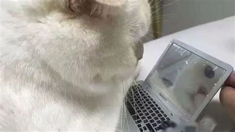 最粘人猫咪top8排行榜！第5名你简直再熟悉不过！ 知乎
