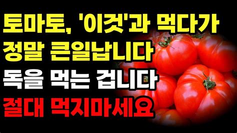토마토 이렇게 먹으면 독을 먹는 겁니다 제발 이것과 드시지 좀 마세요 치매예방항암음식토마토 잘먹는방법 Youtube