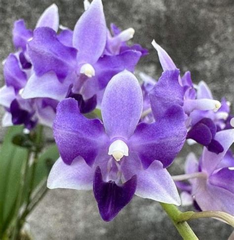 Phal. Tzu Chiang Sapphire (peloric - 3 lips) Любимый многими сапфир в ...