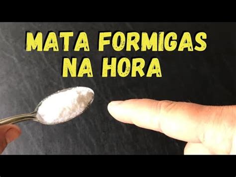 COMO ACABAR AS FORMIGAS DENTRO DE CASA COMO ACABAR AS FORMIGAS DA COZINHA YouTube