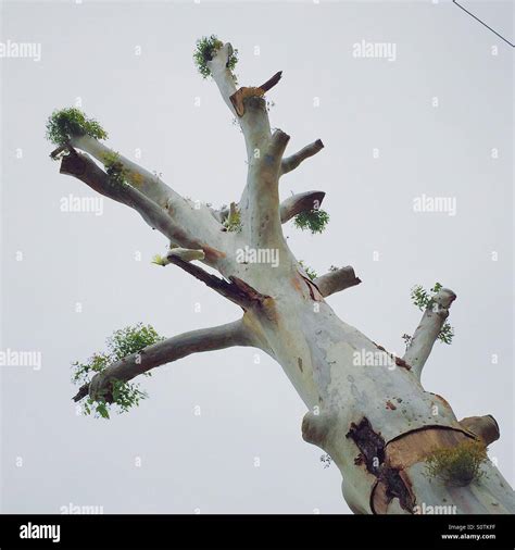 Tree Without Branches High Resolution Stock Photography And Images Alamy