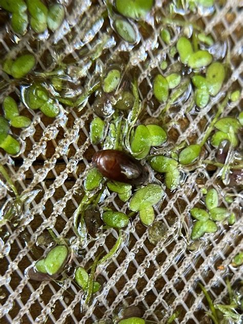 Hydrocanthus From Gates County Nc Usa On August 26 2023 At 1213 Pm