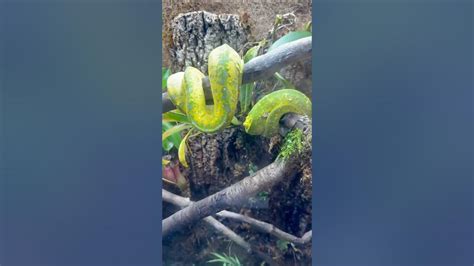 Green Tree Python Pair Bioactive Naturalistic Terrarium Update