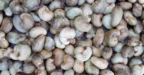 Customs Dept Claimed Imported Cashews As Raw Cestat Remands