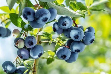 Pruning Blueberries When And How Plantura