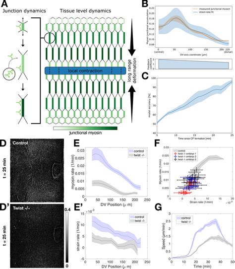 Prediction Of Embryo Scale Myosin Distribution From Junctional Model Download Scientific