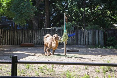 La Brigada De Control Ambiental Inspeccionó El Recinto De Camellos Del