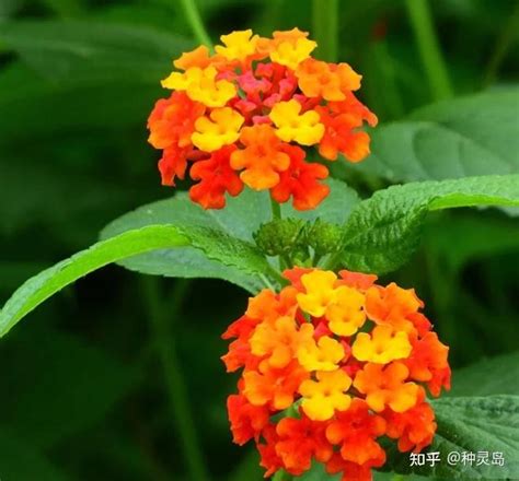 “开花小劳模”，四季常开不败，天天有花看 知乎