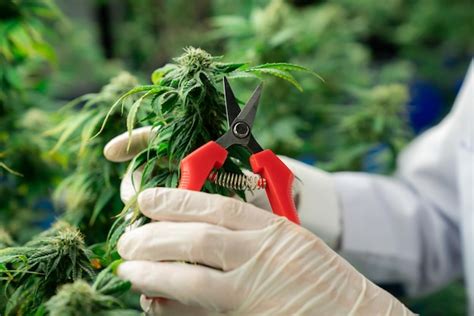Cientista Corta Folha De Planta De Cannabis Gratificante Com Tesouras
