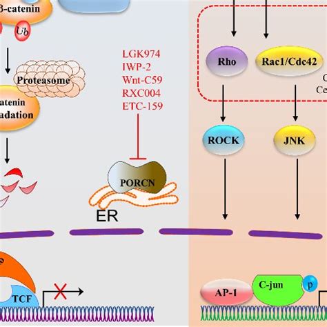 Canonical And Noncanonical Wnt Signaling Pathways The Canonical Wnt