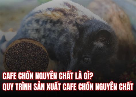 Cafe Chồn Là Gì Quá Trình Sản Xuất Cafe Chồn Chuẩn Vị