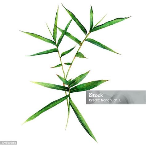 수채화 그림 대나무 그린 아이비 흰색 배경에 고립 된 나뭇잎 수채화 손으로 그린 그림 녹색 잎 패턴 벽지 또는 직물 그림 열 대 이국적인 잎 벽지에 대 한 나뭇가지에 대한