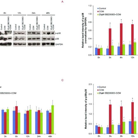 Western Blot Analysis Revealed That Inhibition Of P38 Mapk Activation
