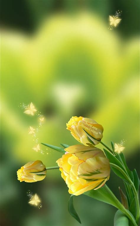 Картинки для текста Beautiful Flowers Images Pretty Flowers