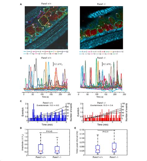Spontaneous Cytosolic Ca 2 Transients In The Ger Of Wt Panx And