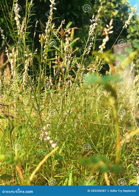 A Grasshopper Point Of View Stock Image Image Of Grasshopper View