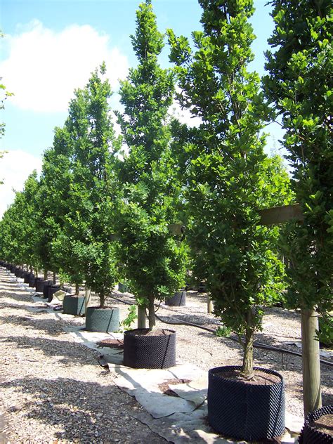 Container Grown Trees Hillier Trees