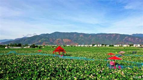 永胜三川荷花盛开 文旅头条 旅游频道 云南网