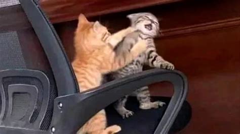 Funny Cats Memes Compilation Of 2023 V33 Youtube